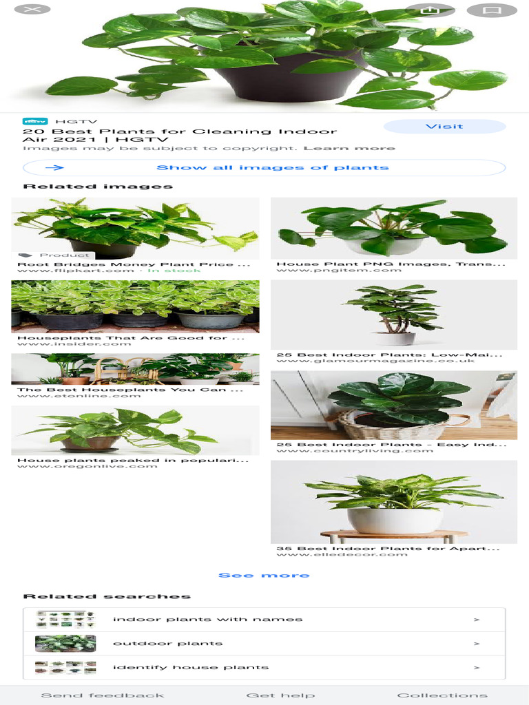 Plants Images - Google Search | PDF