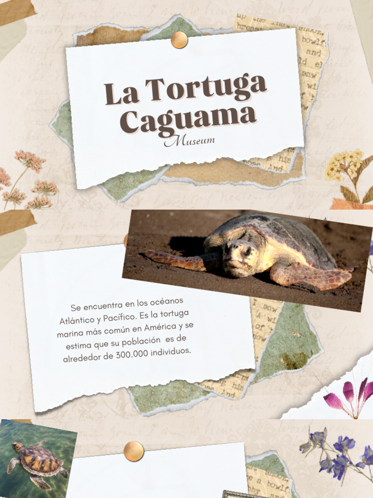 La Tortuga Caguama | PDF