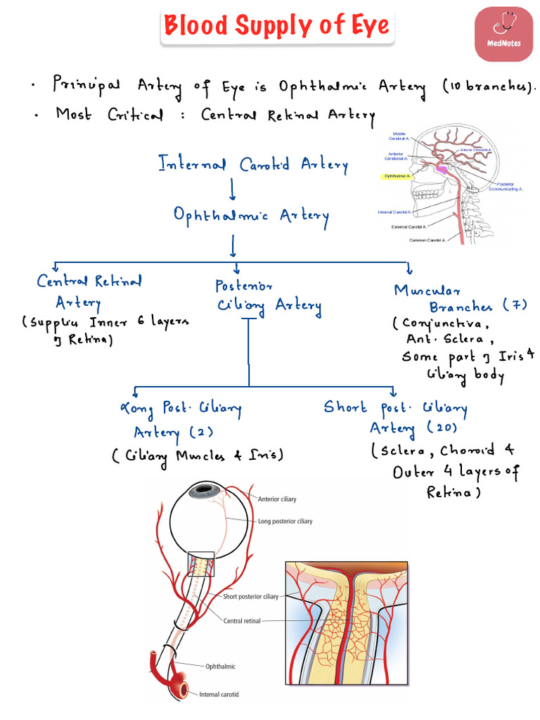 2. Blood Supply of Eye | PDF