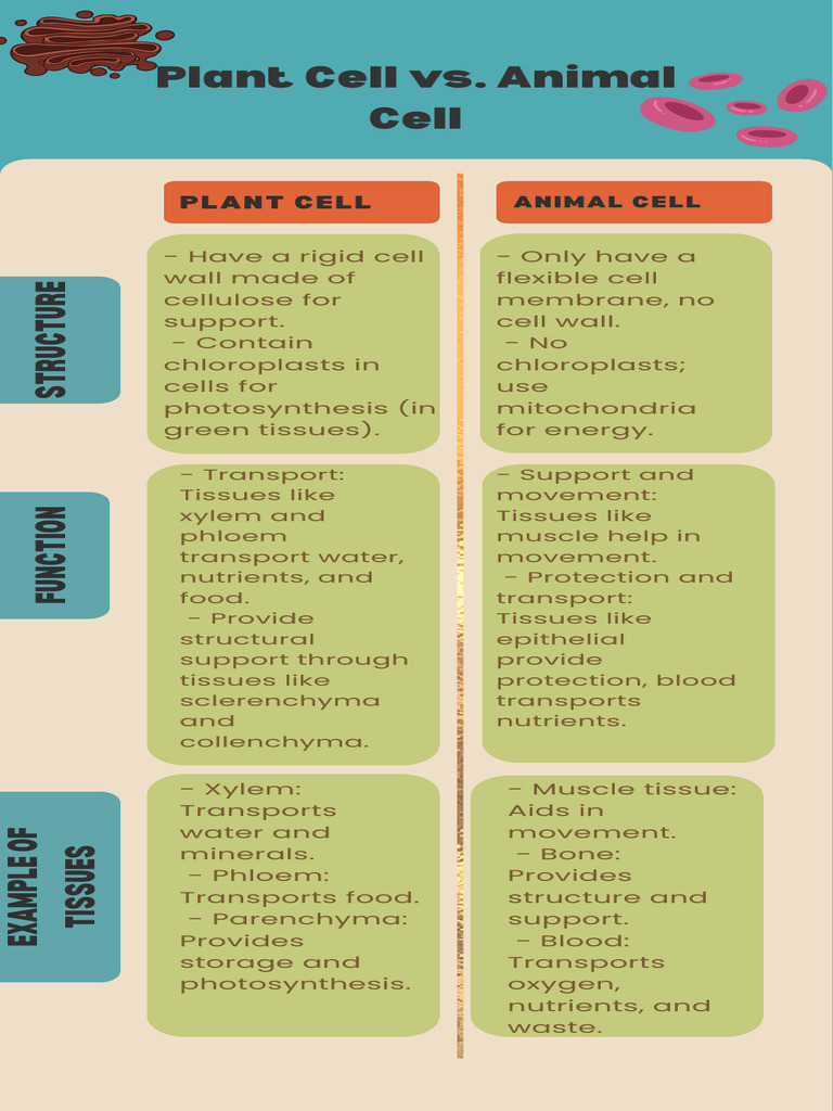 Plant Cell vs. Animal Cell | PDF