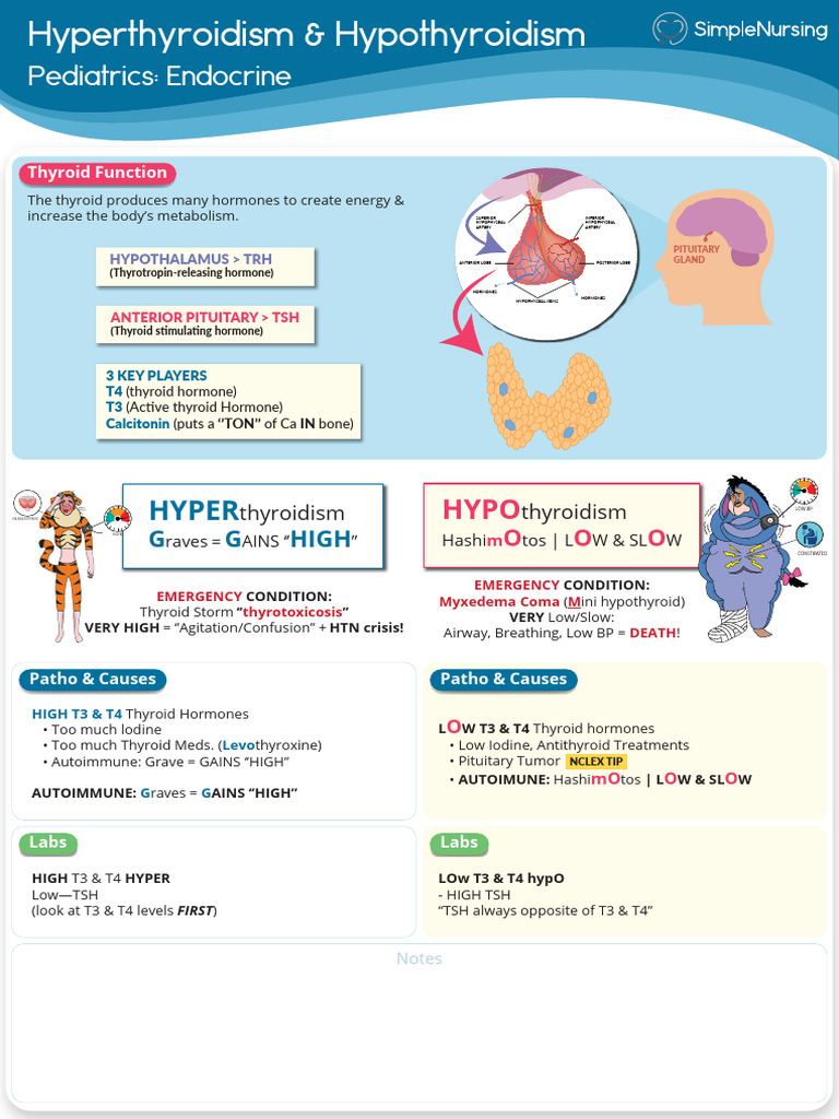 Thyroid Function Patho | PDF