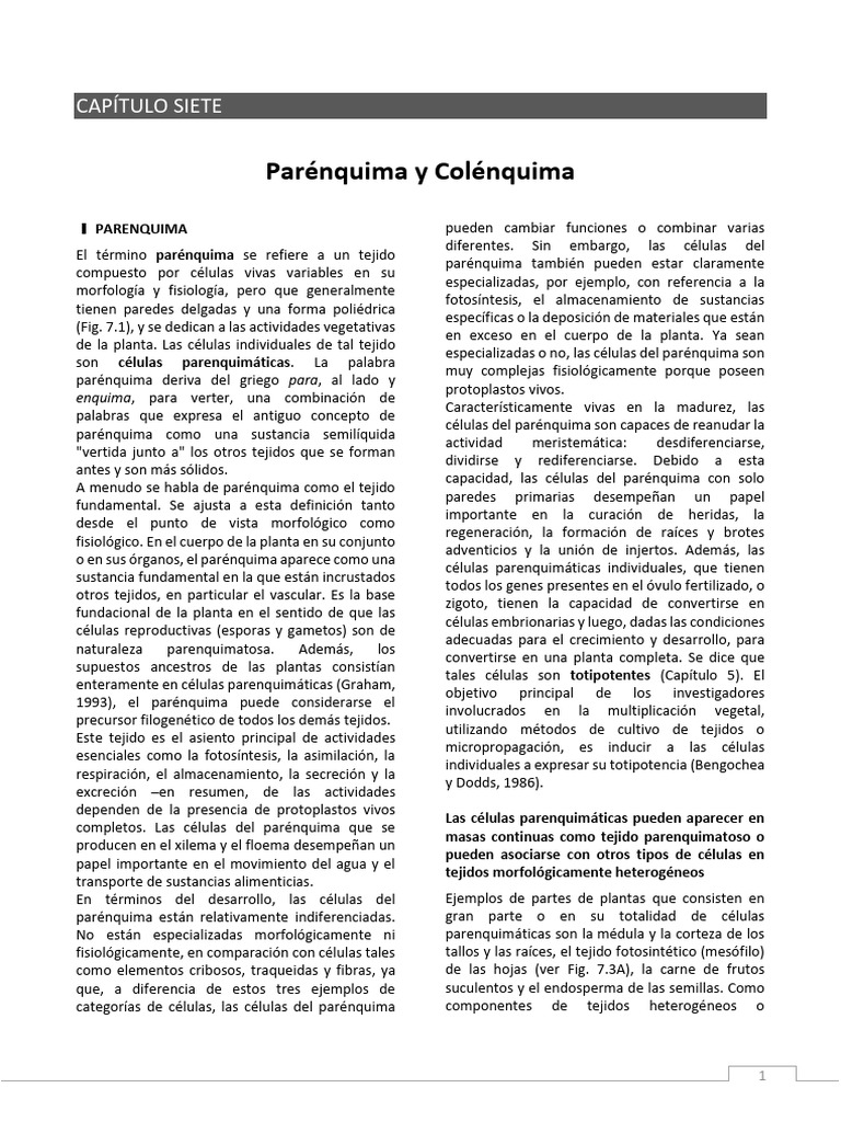 Anatomia Vegetal de Esau 7-8 | PDF