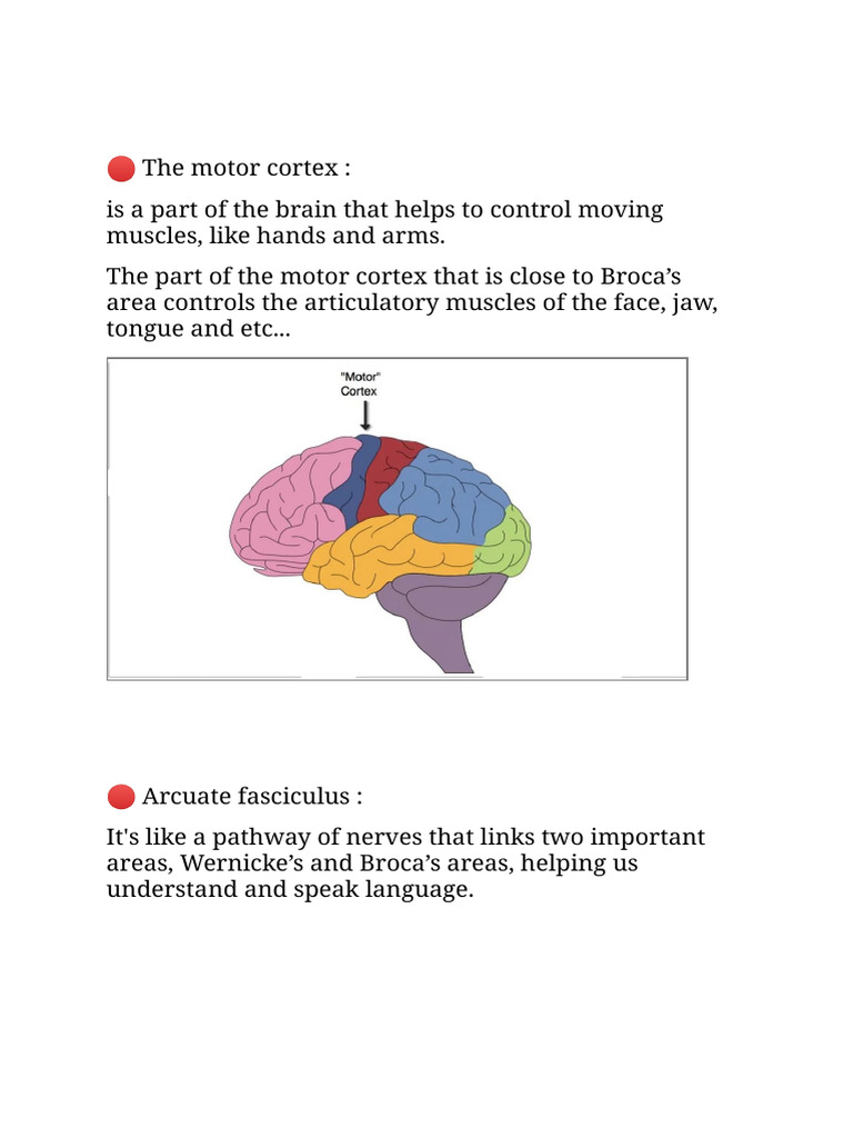 Motor Cortex Notes | PDF