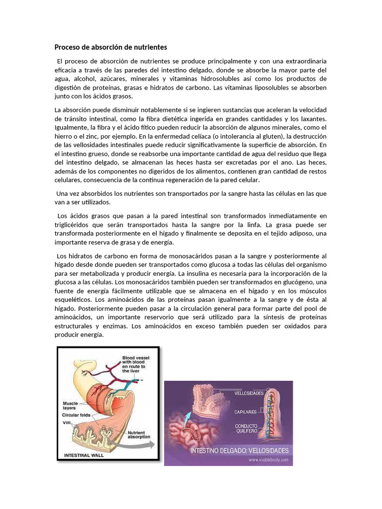 Absorcion Intestinal y Absorcion de Alimentos | PDF