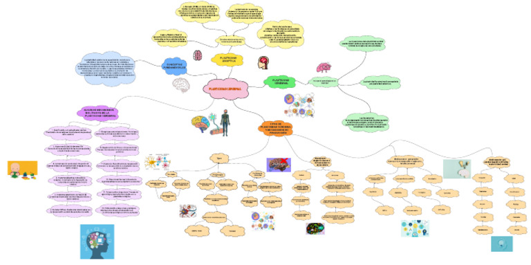 Organizador Visual de Plasticidad Cerebral | PDF