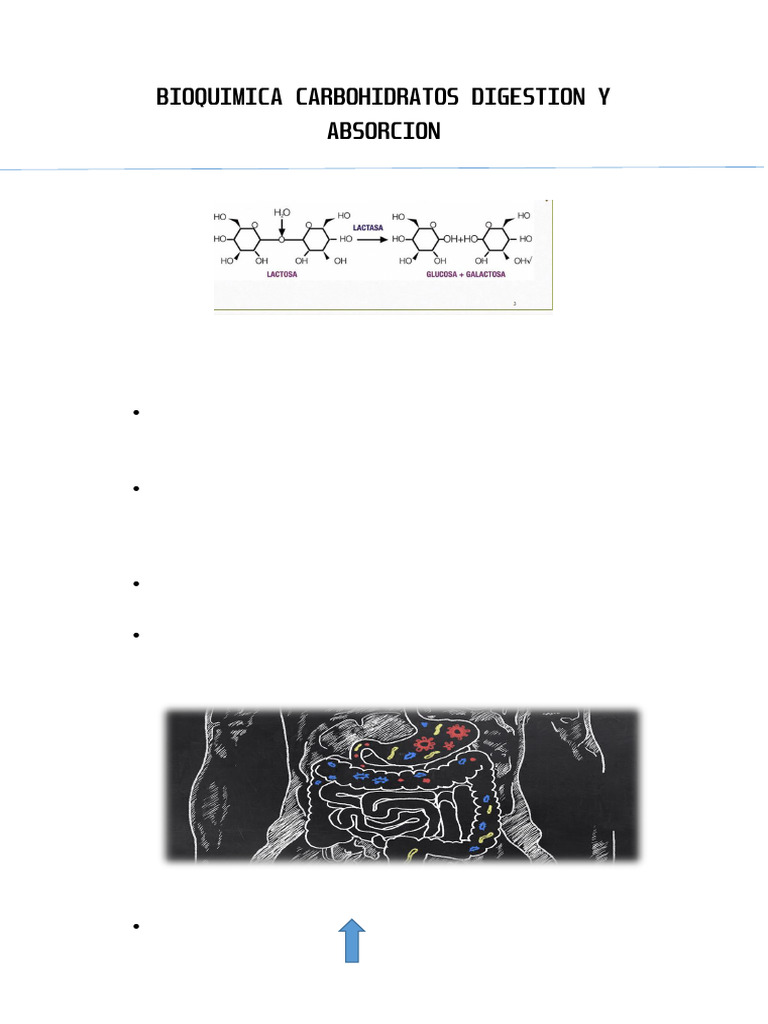 Bioquimica Carbohidratos Digestion y Absorcion | PDF