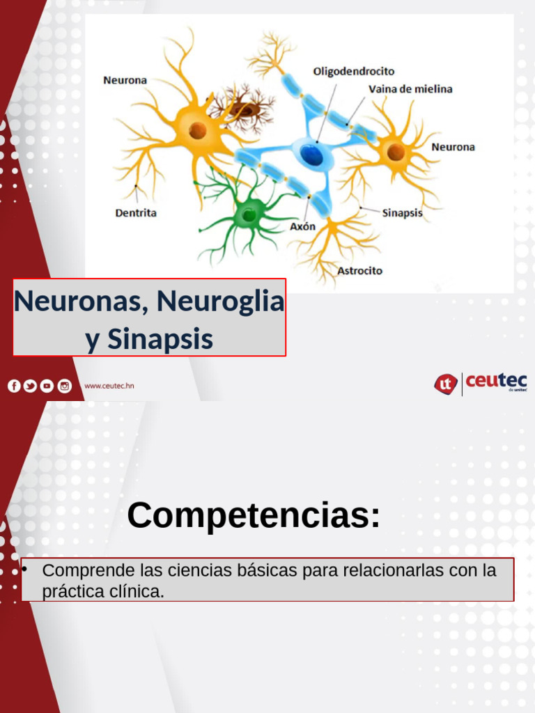 Neuronas, Neuroglia, Sinapsis. | PDF | Sinapsis | Sinapsis química