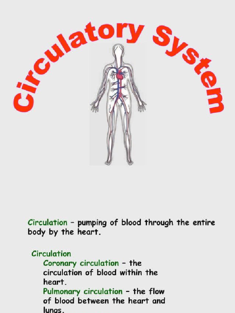 Circulatory System | PDF