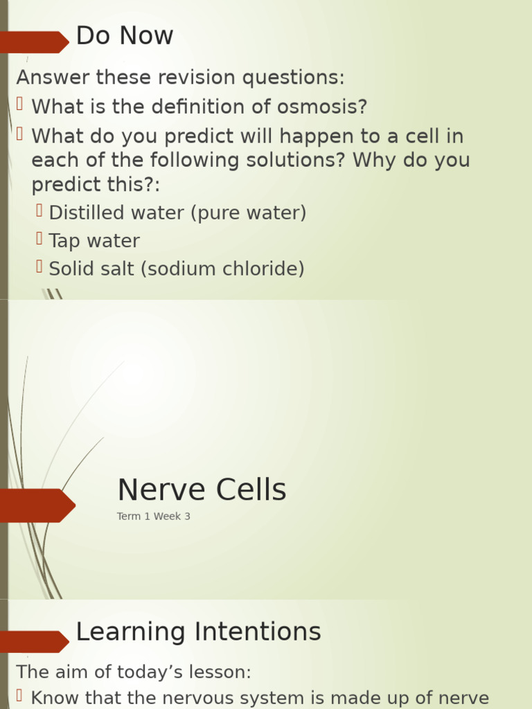 Year 9 Science W3 L4 Nerve Cells - Sensory, Motor and Inter Neurons | PDF