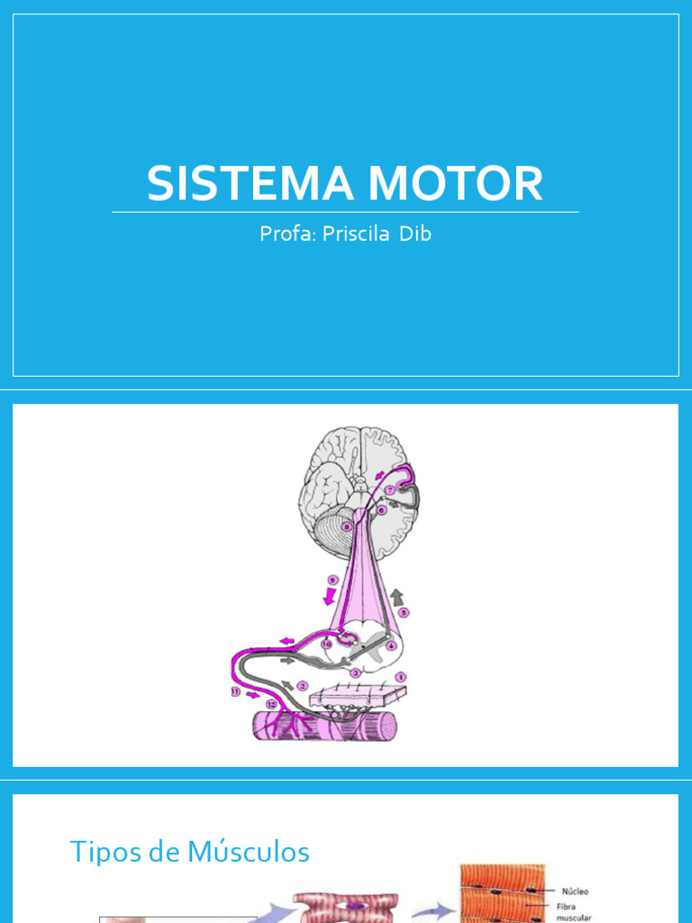 Aula 6 Sistema Motor Fisiologia 2024 | PDF