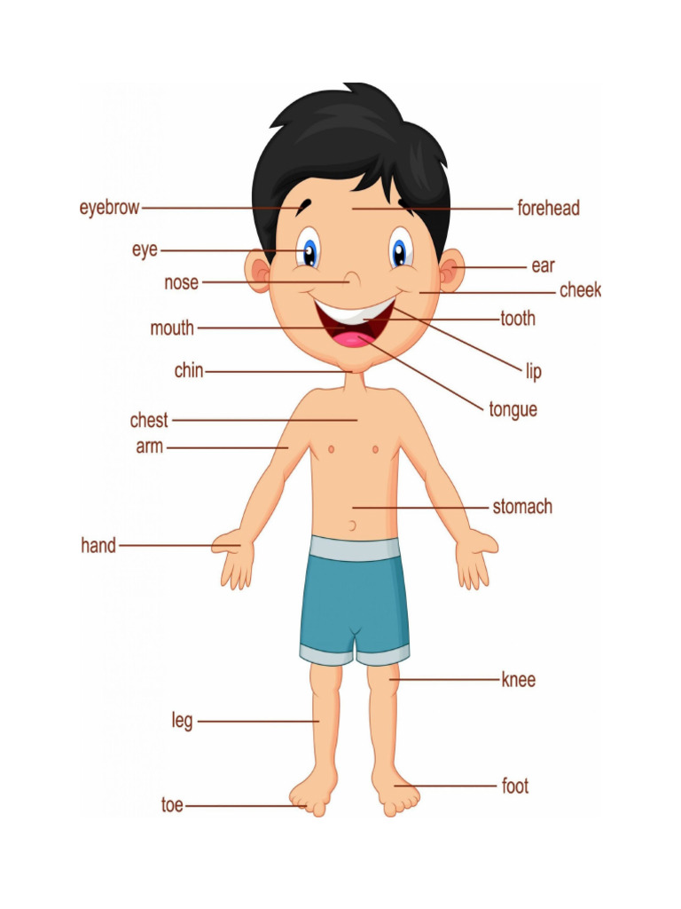 Cuerpo Humano En Ingles Pdf