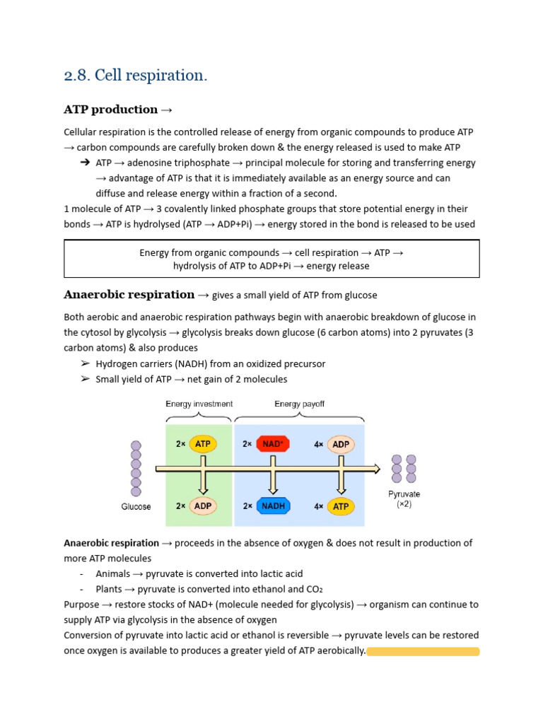 IB Bio 2. Molecular Biology | PDF