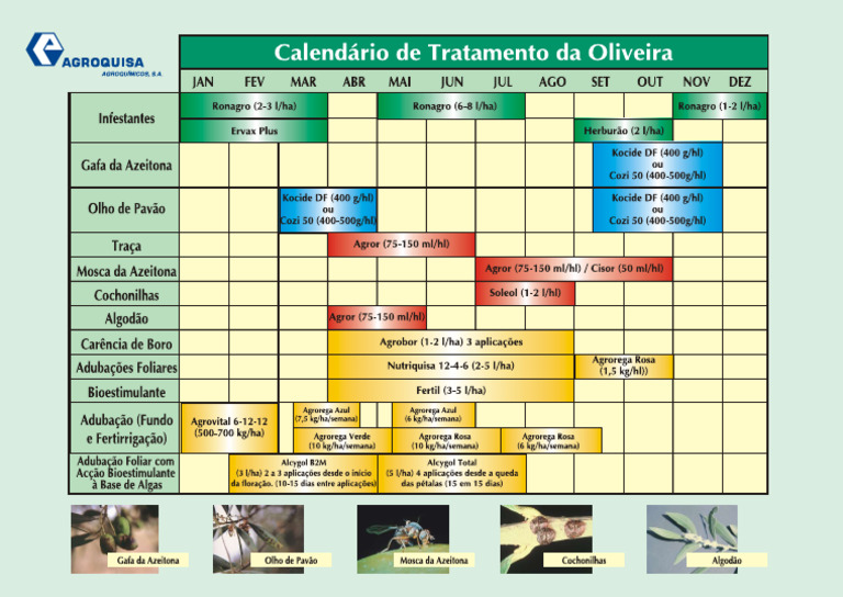 calendário olival | PDF