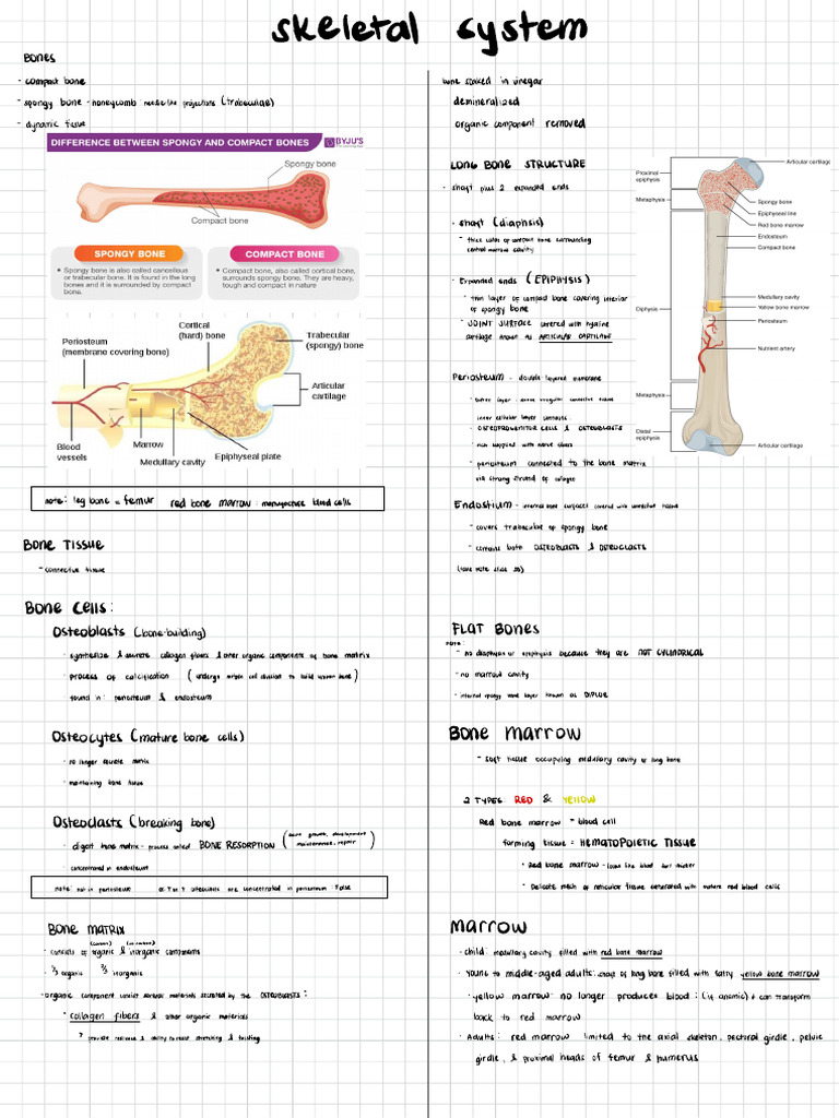 Anaphy Notes Lec & Lab | PDF