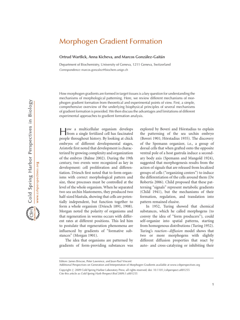 Cold Spring Harb Perspect Biol-2009-Morphogen Gradient Formation | PDF