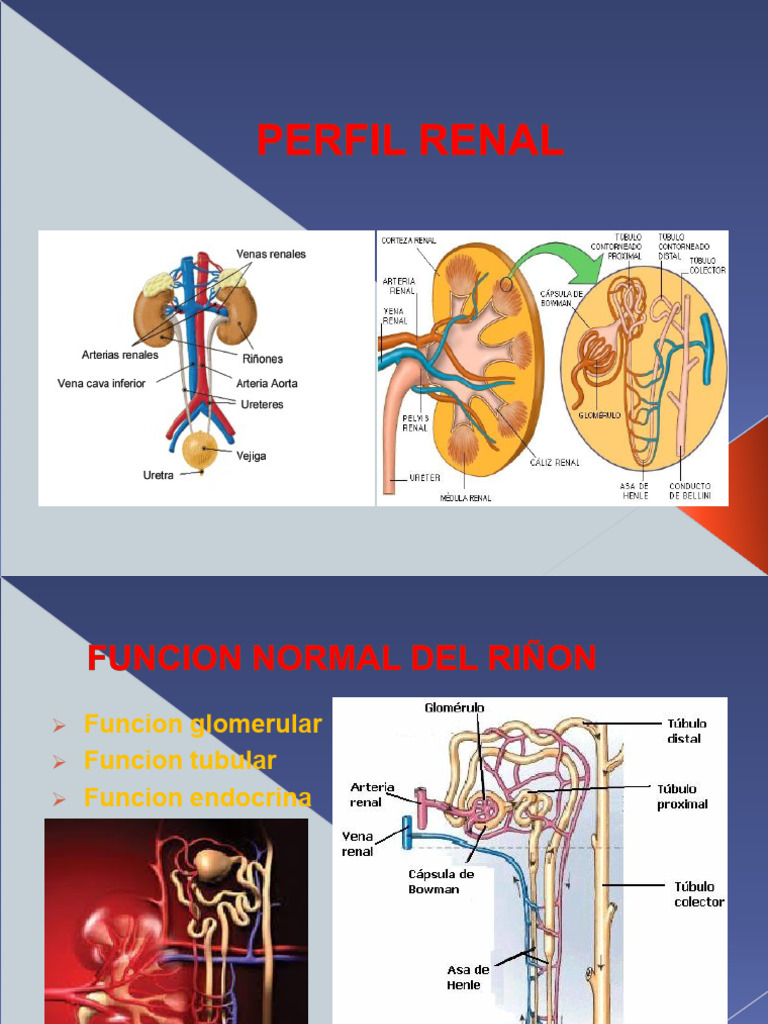 Perfil Renal | PDF | Riñón | Proteínas