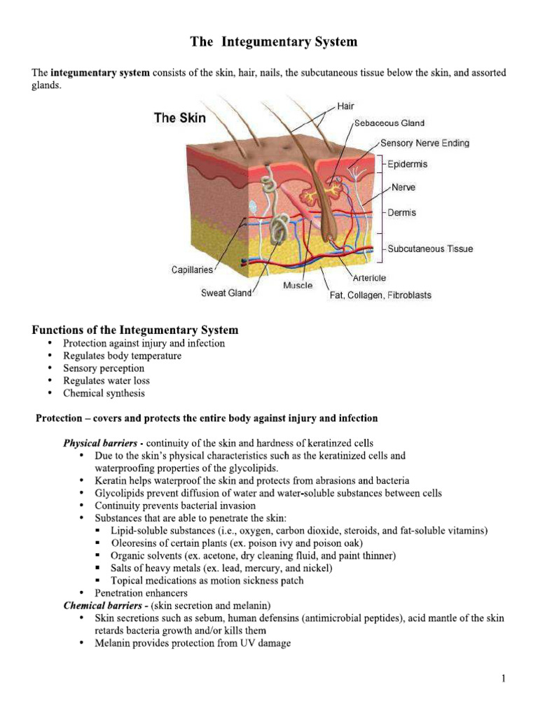 The Integumentary System | PDF