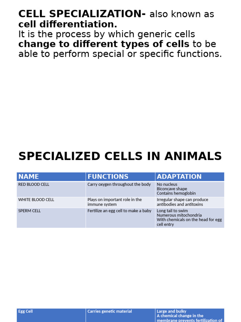Cell Specialization Final | PDF