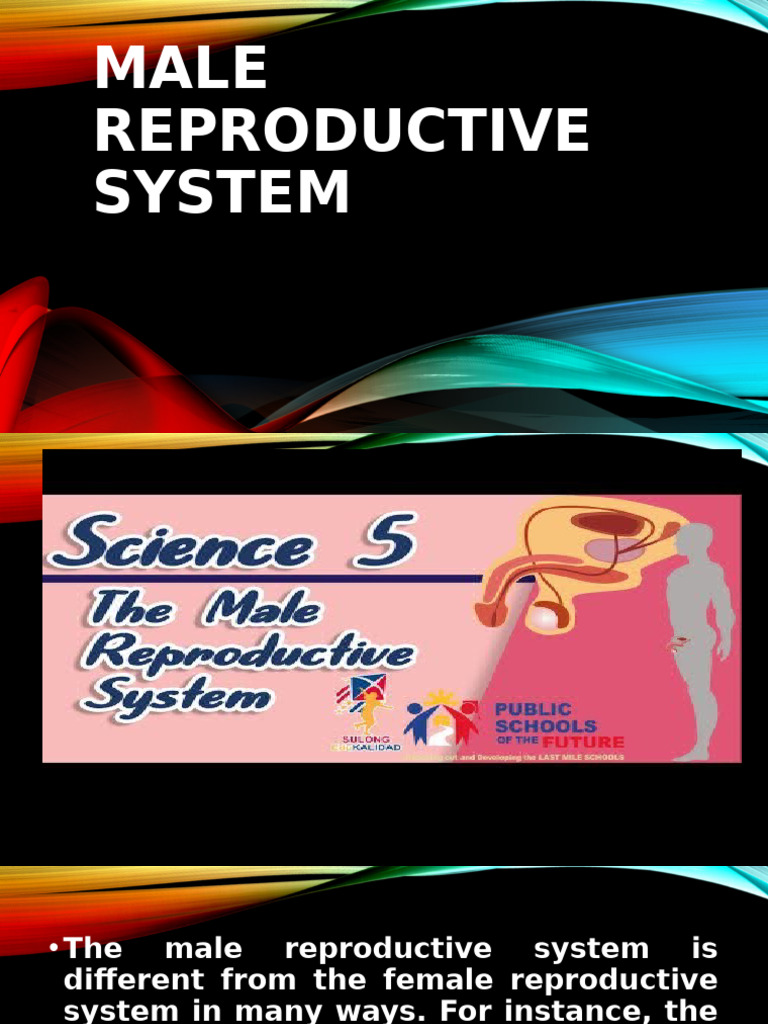 Male Reproductive System 2nd Q Pdf