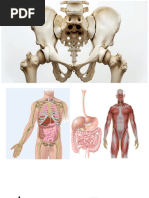 Anatomy Basics for Beginners | PDF