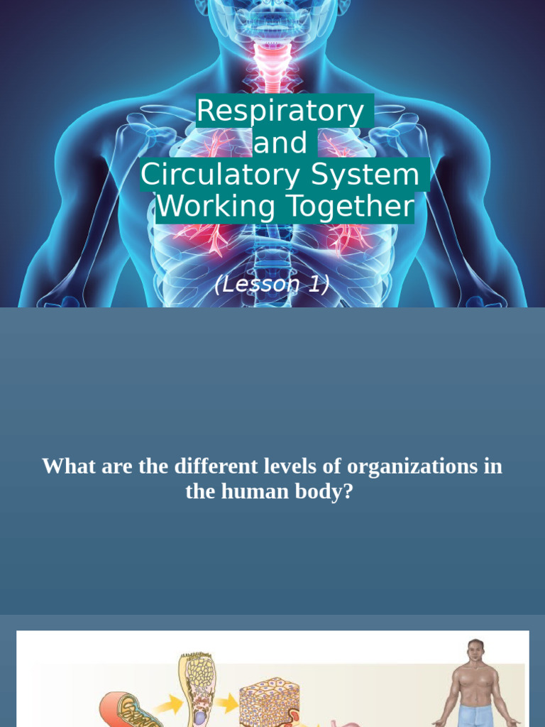 LESSON 1 Respiratory and Circulatory System | PDF