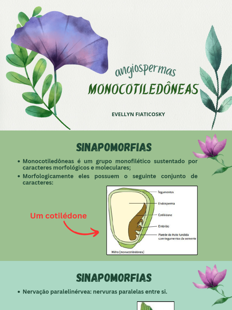 Monocotiledôneas | PDF