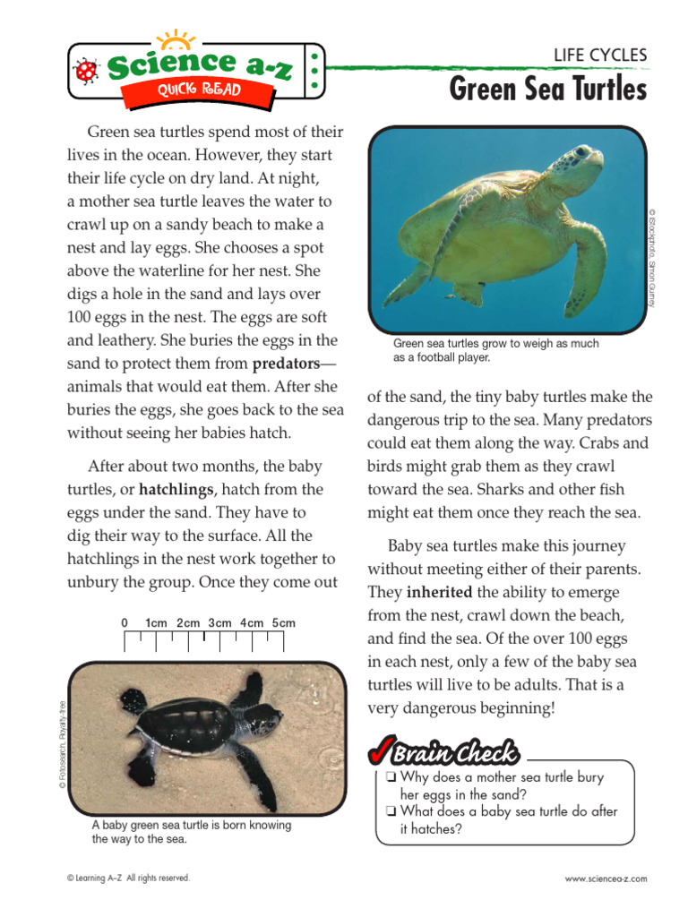 Green sea Turtles | PDF