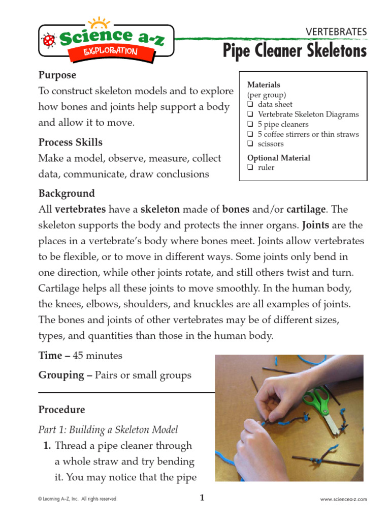 Pipe Cleaner Skeleton Model Activity | PDF | Skeleton | Home & Garden