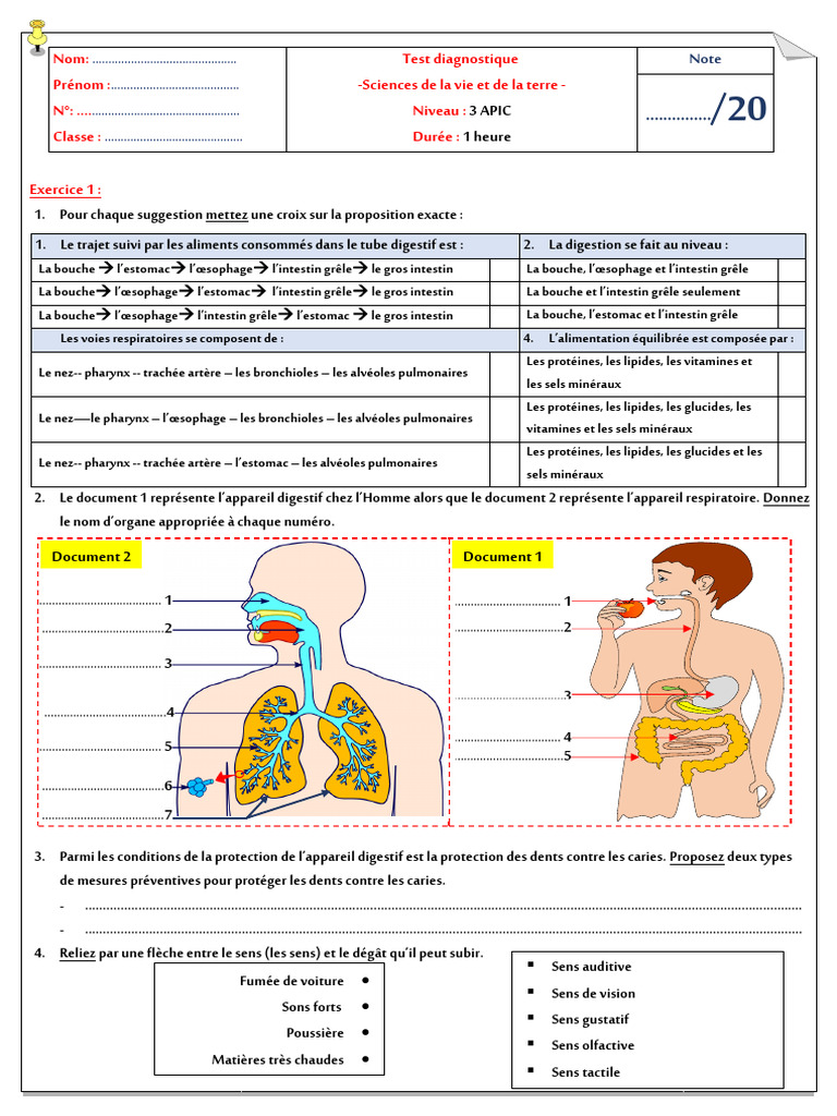 Evaluation Diagnostique SVT 3AC PDF 4 | PDF