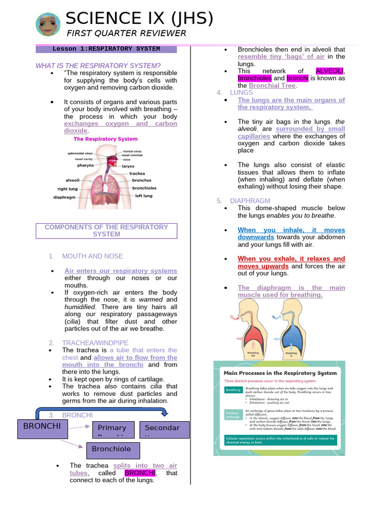 Respiratory System in Science 9L1 | PDF