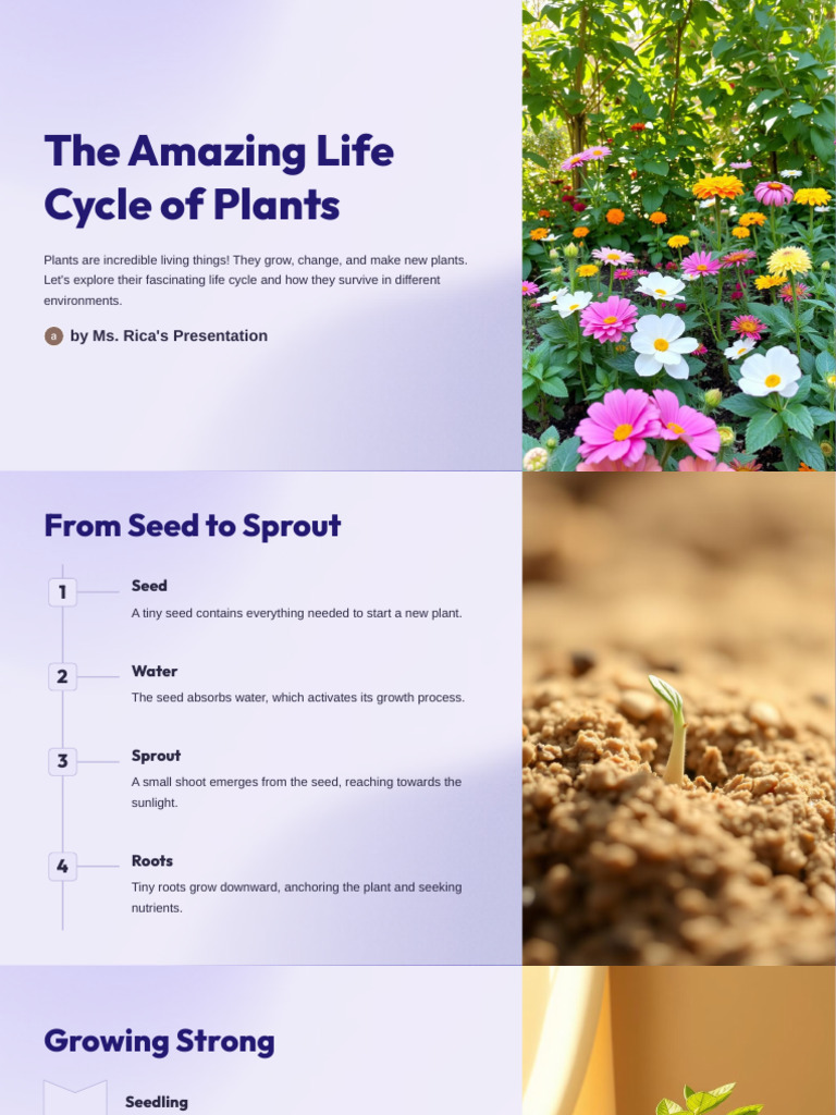 Grade 2 Science The Amazing Life Cycle of Plants | PDF | Plants | Trees
