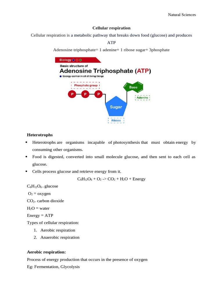 Cellular Respiration | PDF | Cellular Respiration | Waves