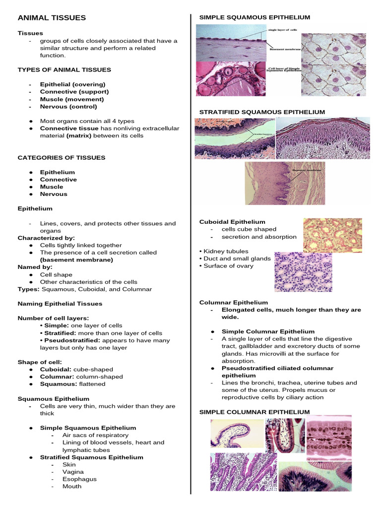 Animal Tissues Concepts | PDF