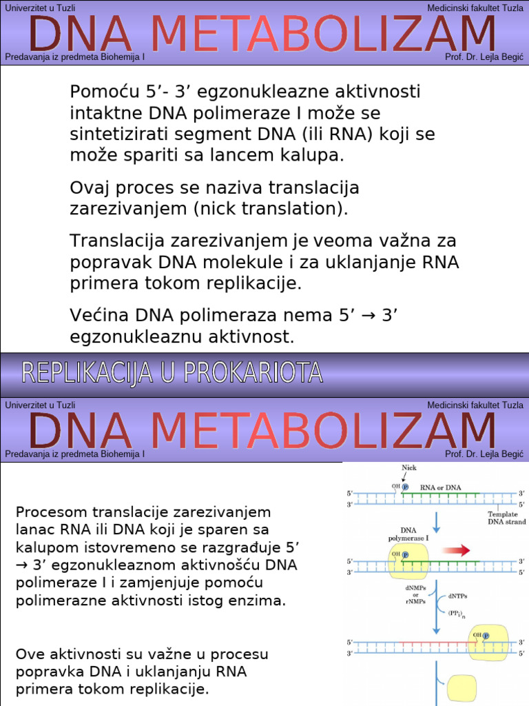 DNA Metabolizam-2-Dio | PDF