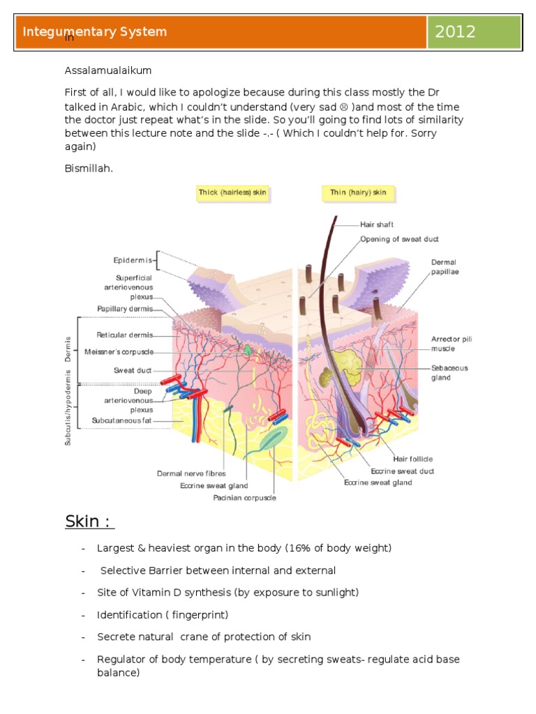 Lecture Note Integumentary System | PDF | Skin | Epidermis