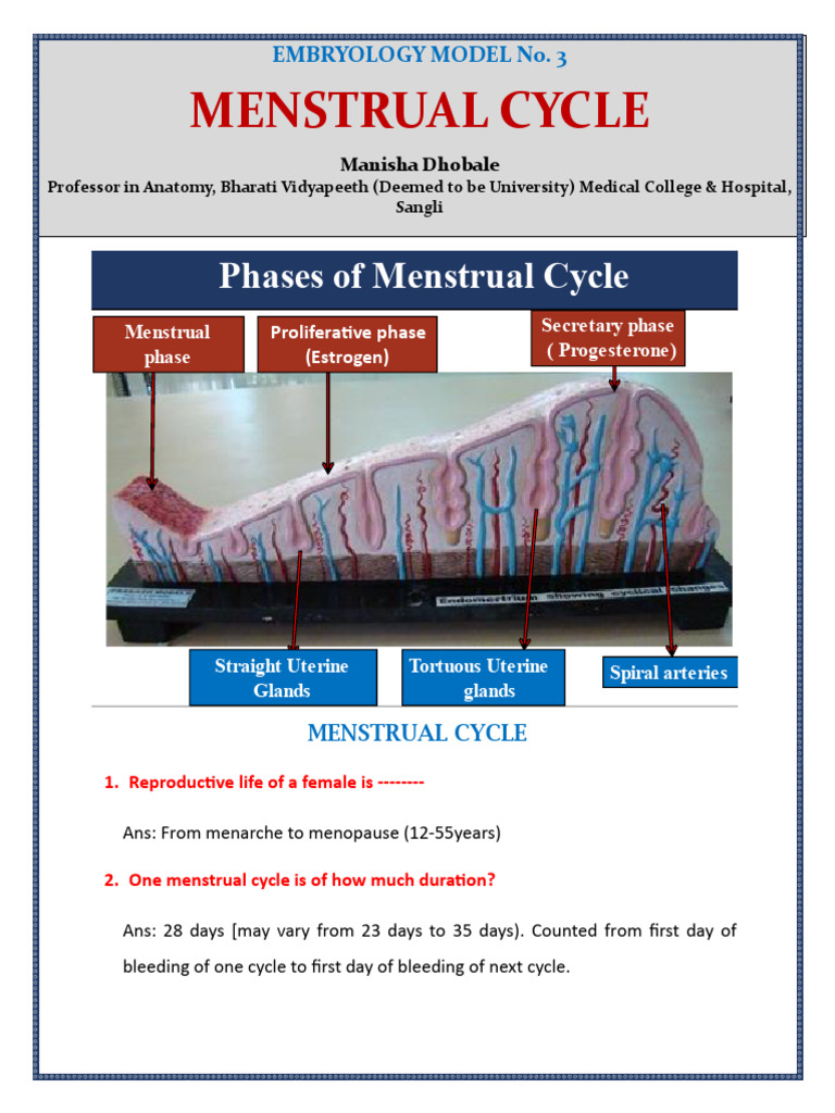 Model of Menstrual Cycle | PDF | Menstrual Cycle | Uterus