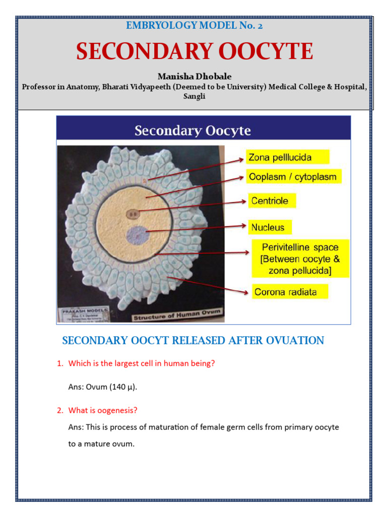 Model of Secondary Oocyte | PDF | Menstrual Cycle | Human Reproduction