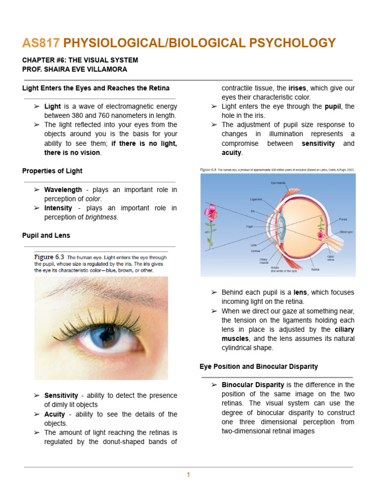 Biopsych Chapter 6 - The Visual System | PDF