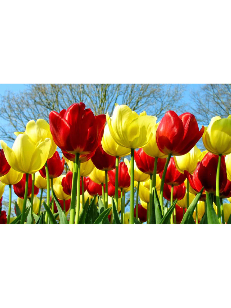 93-932432_gambar-wallpaper-bunga | PDF