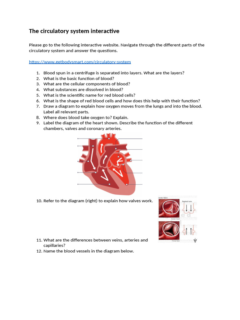 Y8 The Circulatory System Interactive QUESTIONS | PDF | Science ...