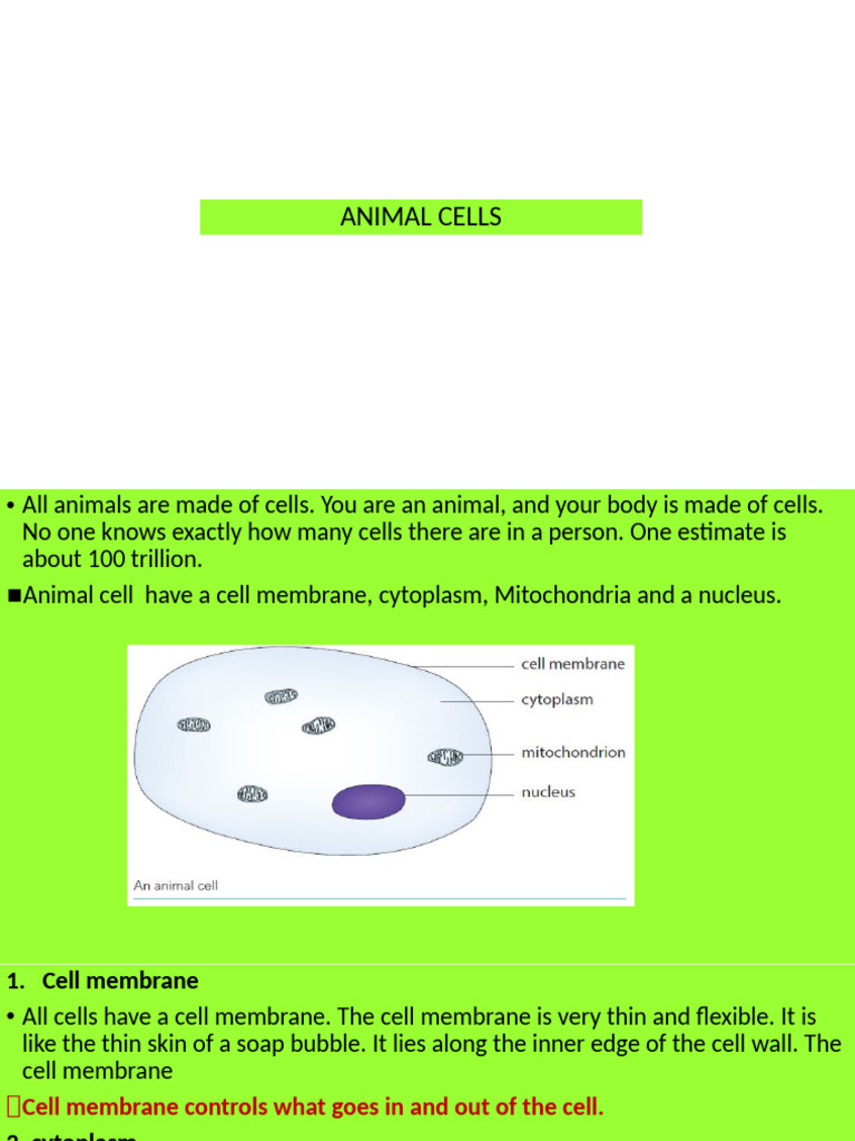 Plants and Animal Cells | PDF
