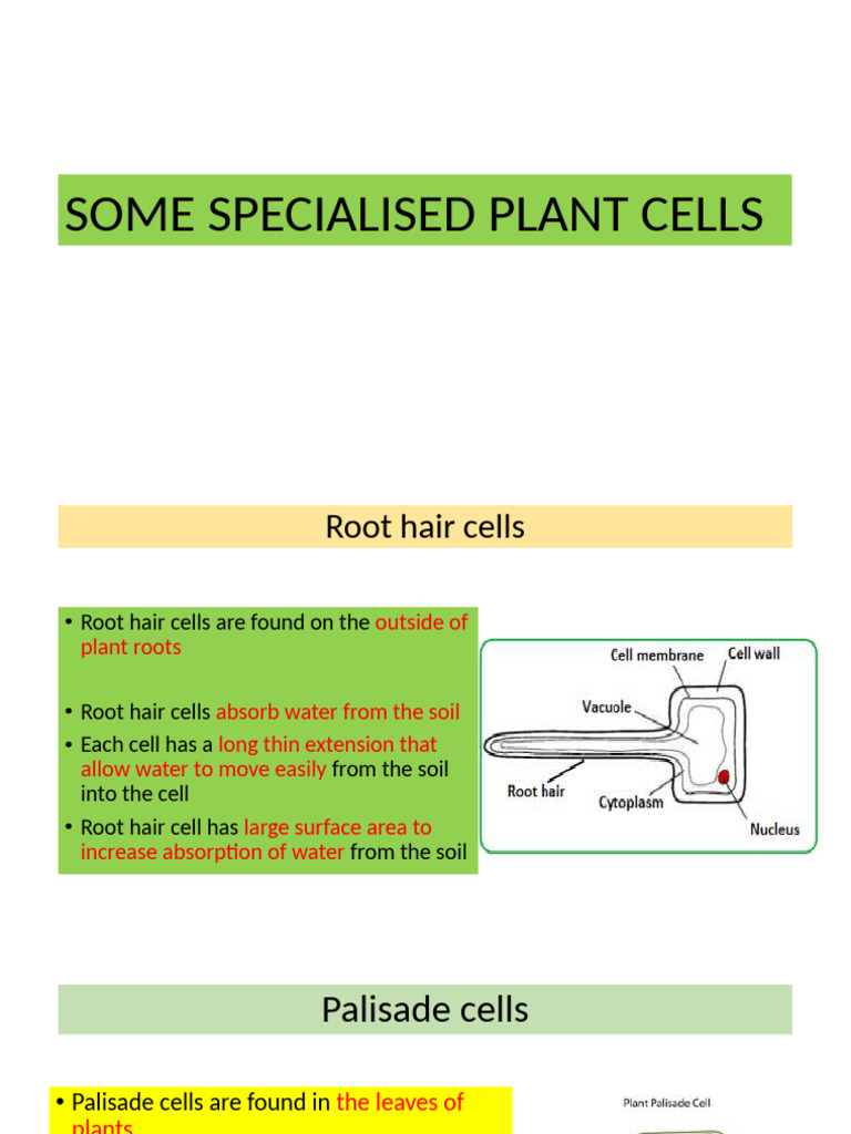 Specialised Plant Cells | PDF | Tissue (Biology) | Science & Mathematics