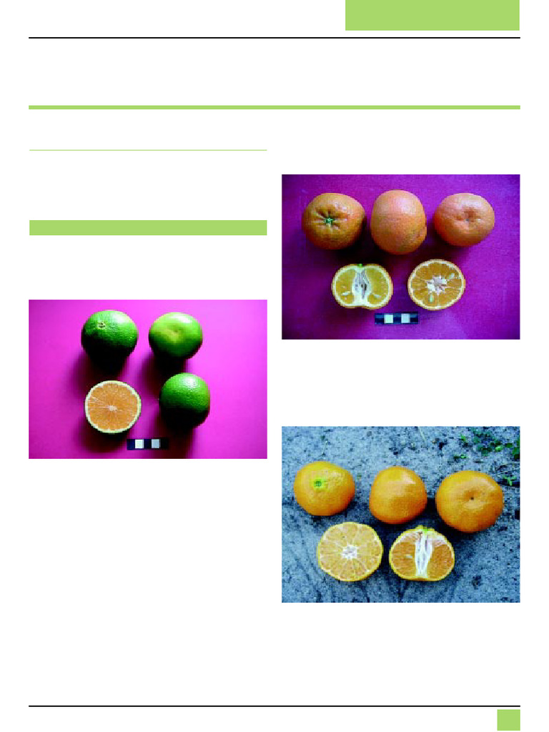 Frutas | PDF