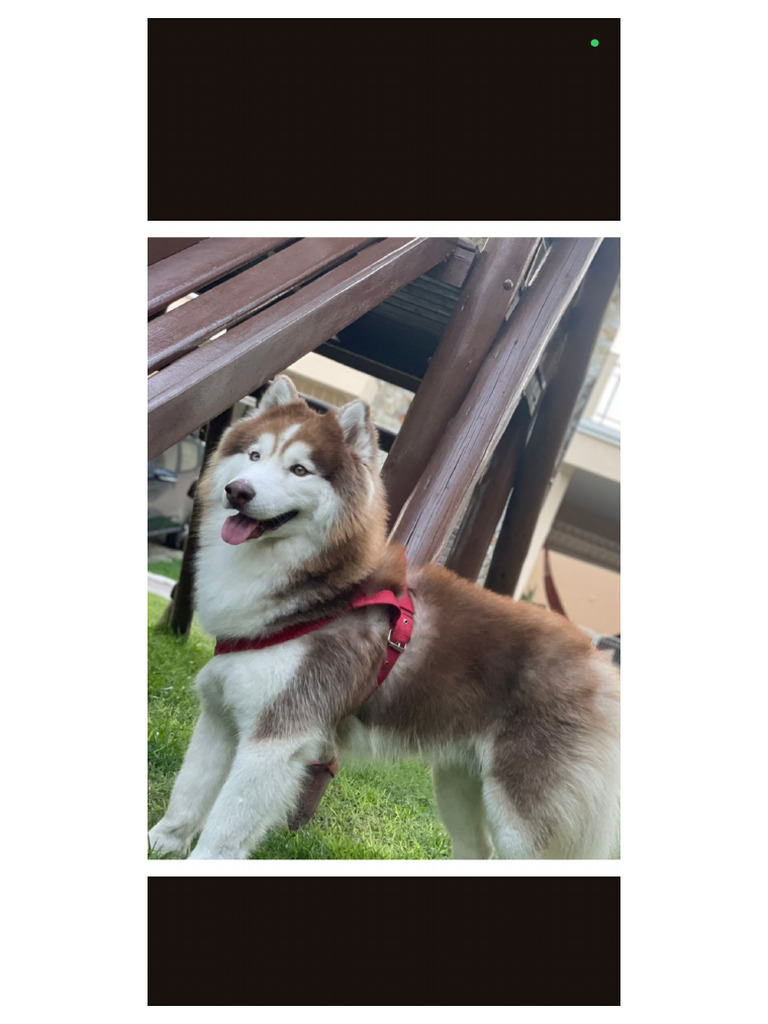 Husky | PDF