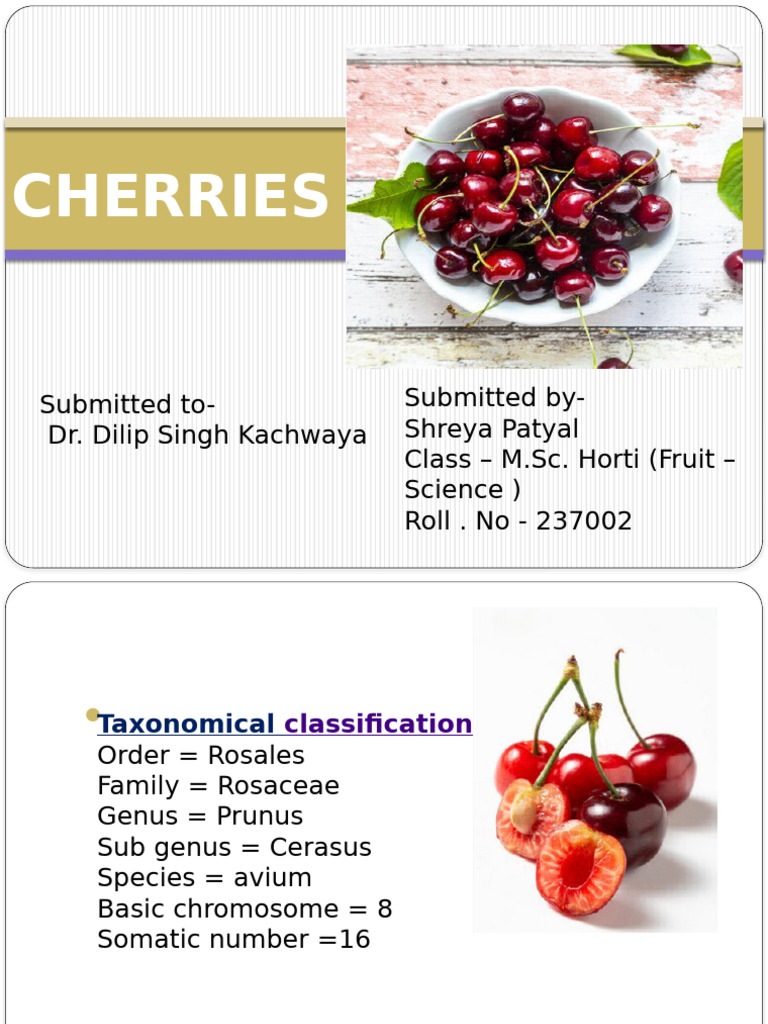Cherries | PDF | Cherry | Grafting