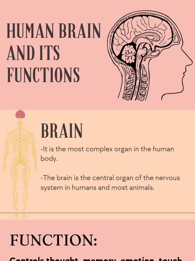 Perdev Parts of The Brain | PDF | Cerebrum | Self-Improvement