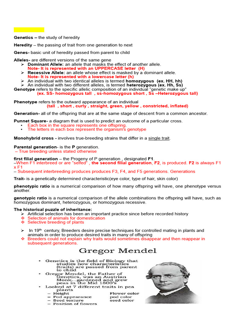 Monohybrid Worksheet Pdf