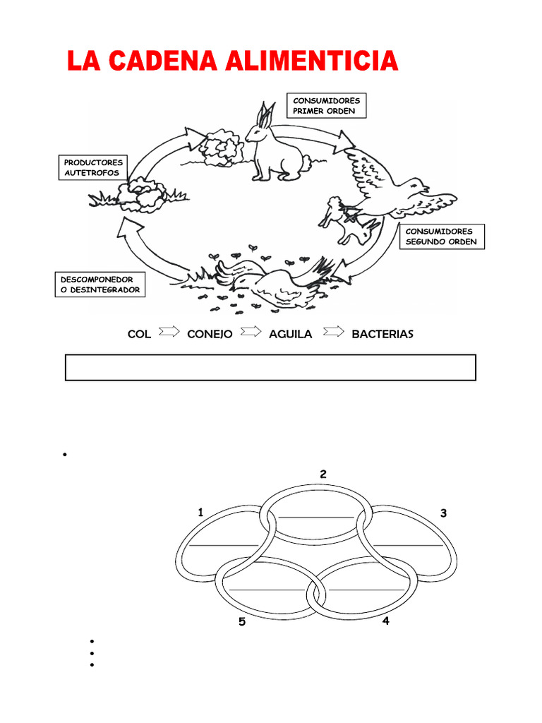 La Cadena Alimenticia para Primer Grado de Primaria | PDF | Salud y ...