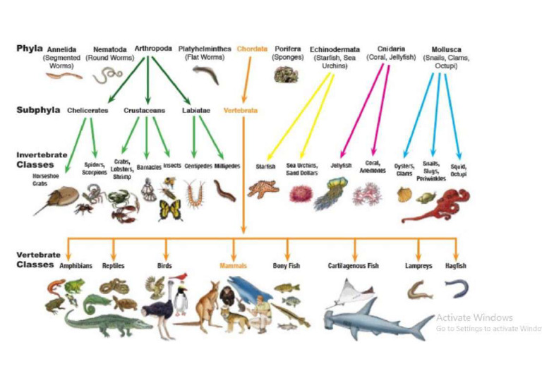 Classification of Animal Kingdom | PDF
