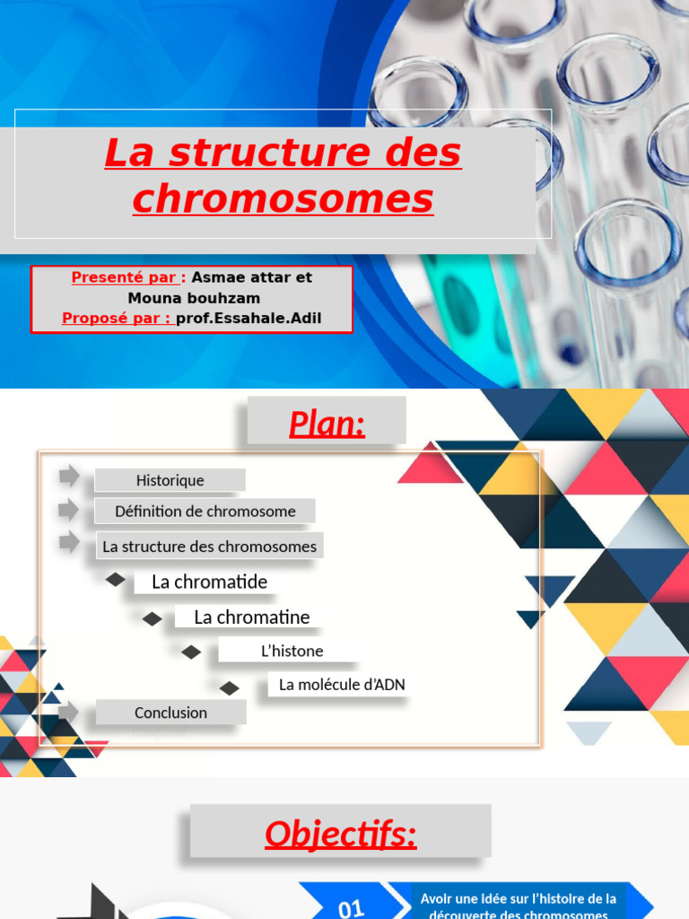La Structure Des Chromosomes | PDF